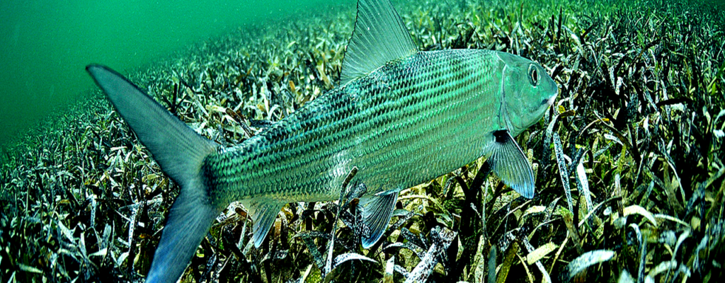 Home - Brad's Bonefishing Getaways